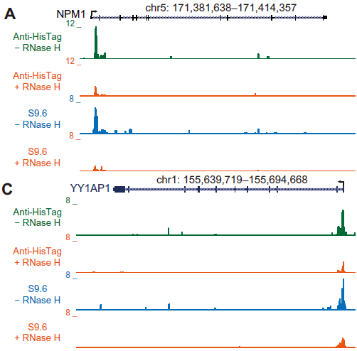 特殊DNA-RNA互作R-loop丰富基因转录的表观调控机制 - 知乎