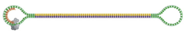 #微观探索人体奥秘# 033 SMRT测序 - 知乎