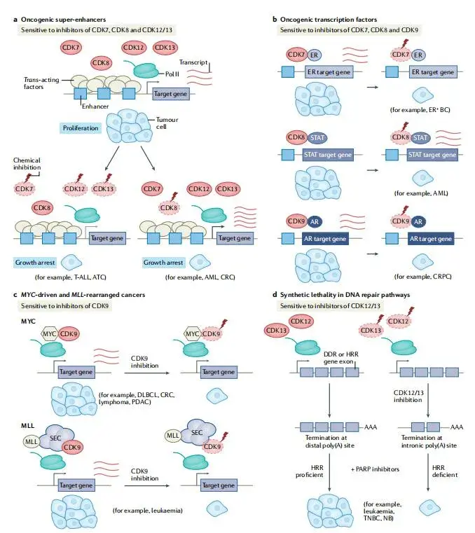Nat Rev Cancer|靶向肿瘤细胞转录周期 - 知乎