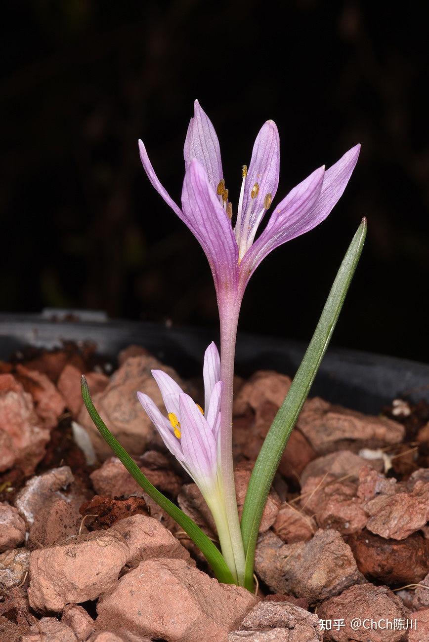 多肉植物全图鉴17：秋水仙科（Colchicaceae），秋水仙属（Colchicum） 原始种A-H - 知乎