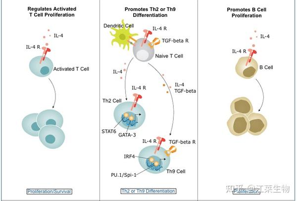 免疫调节达人之细胞因子— IL-4 - 知乎