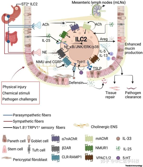 Trends in Immunology综述：神经-上皮-ILC2交互网络与屏障组织微环境稳态 - 知乎