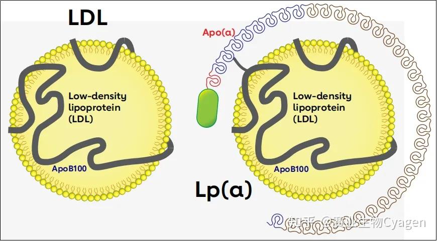 新款LPA&APOB双转基因小鼠：Lp(a)＞500 nmol/L，ApoB＞100 mg/dL，LDL-C升高5倍 - 知乎