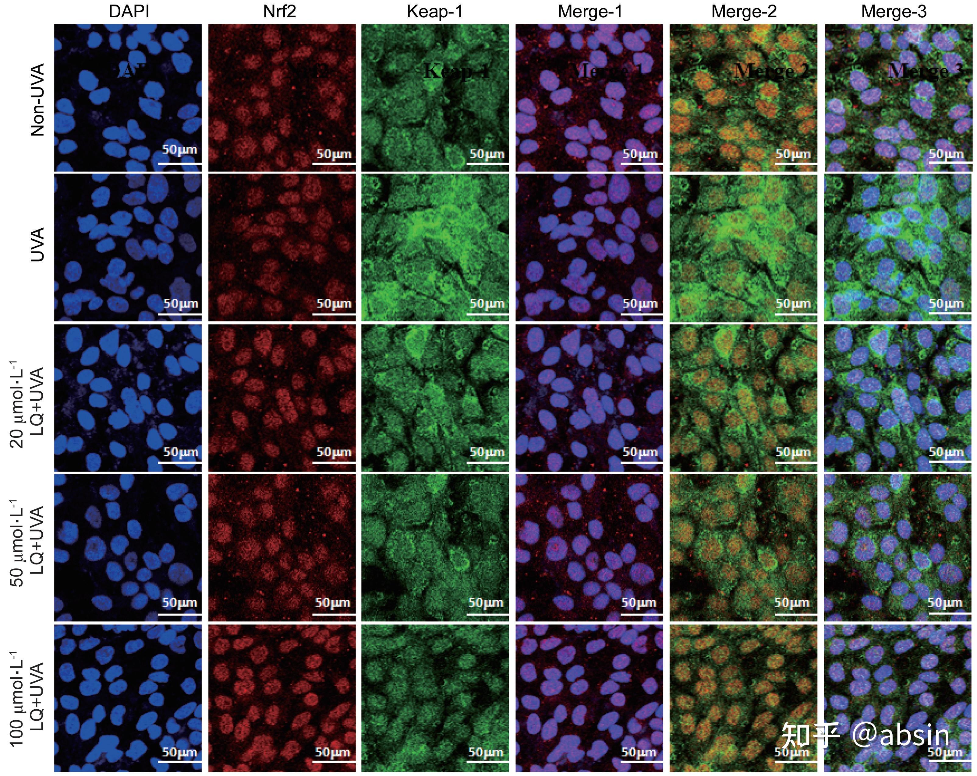 影响皮肤光老化信号通路的植物提取物及研究思路 - 知乎