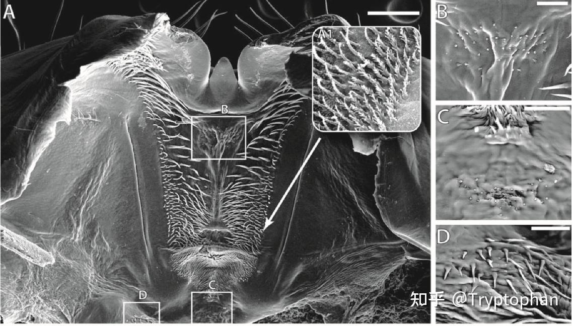 【Scutigeromorpha 】世界蚰蜒属征译名 分类 图鉴 - 知乎