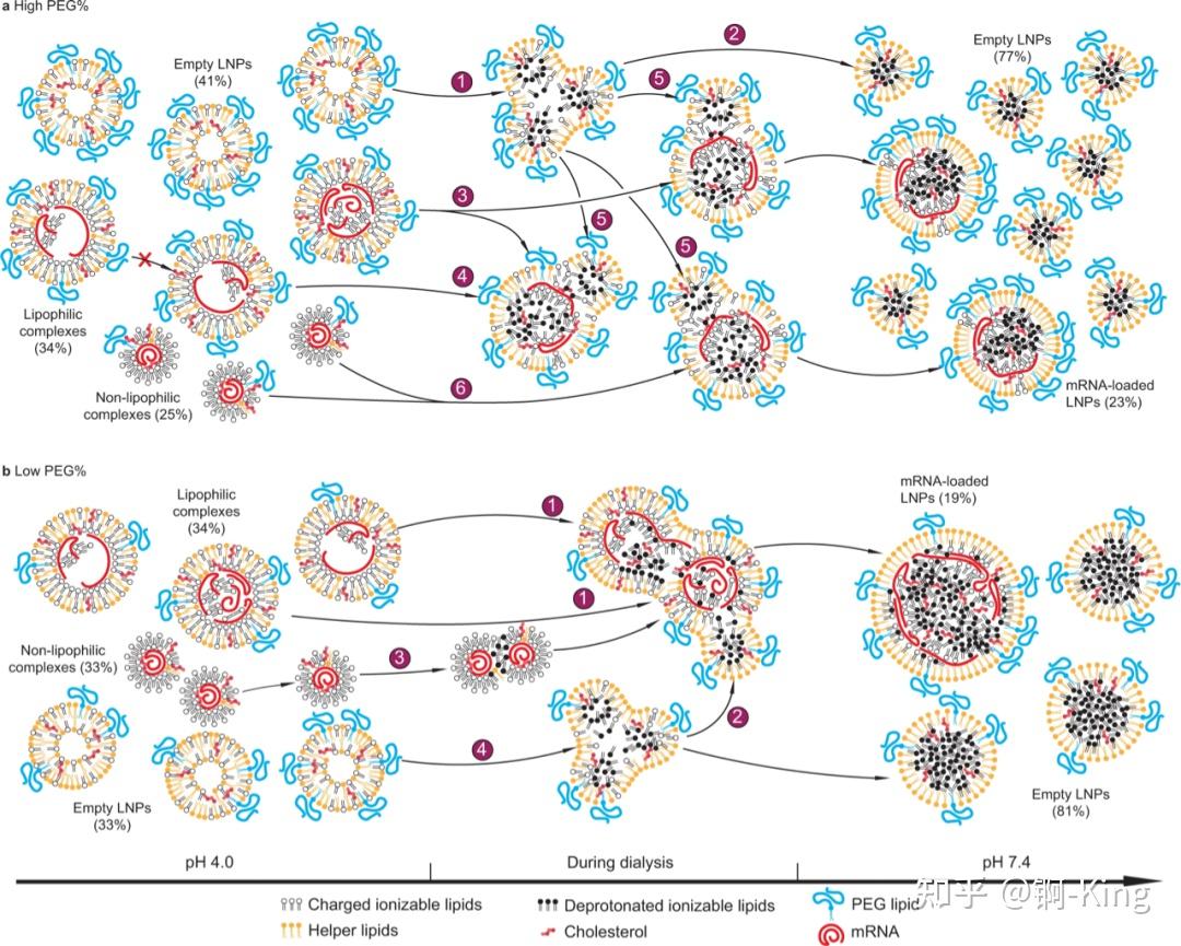 Nature 子刊｜LNP表征新方法！助力FDA 等评估机构实现mRNA的有效载荷表征，精准评估药物有效性 - 知乎
