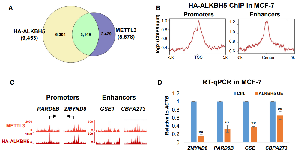 学术助力 | m6A甲基化的动态调控调节新生RNA合成 - 知乎
