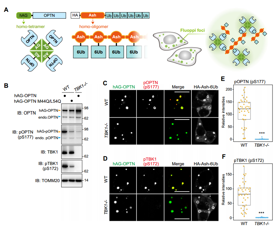 The EMBO Journal|Optineurin为TBK1的激活提供自噬接触位点 - 知乎