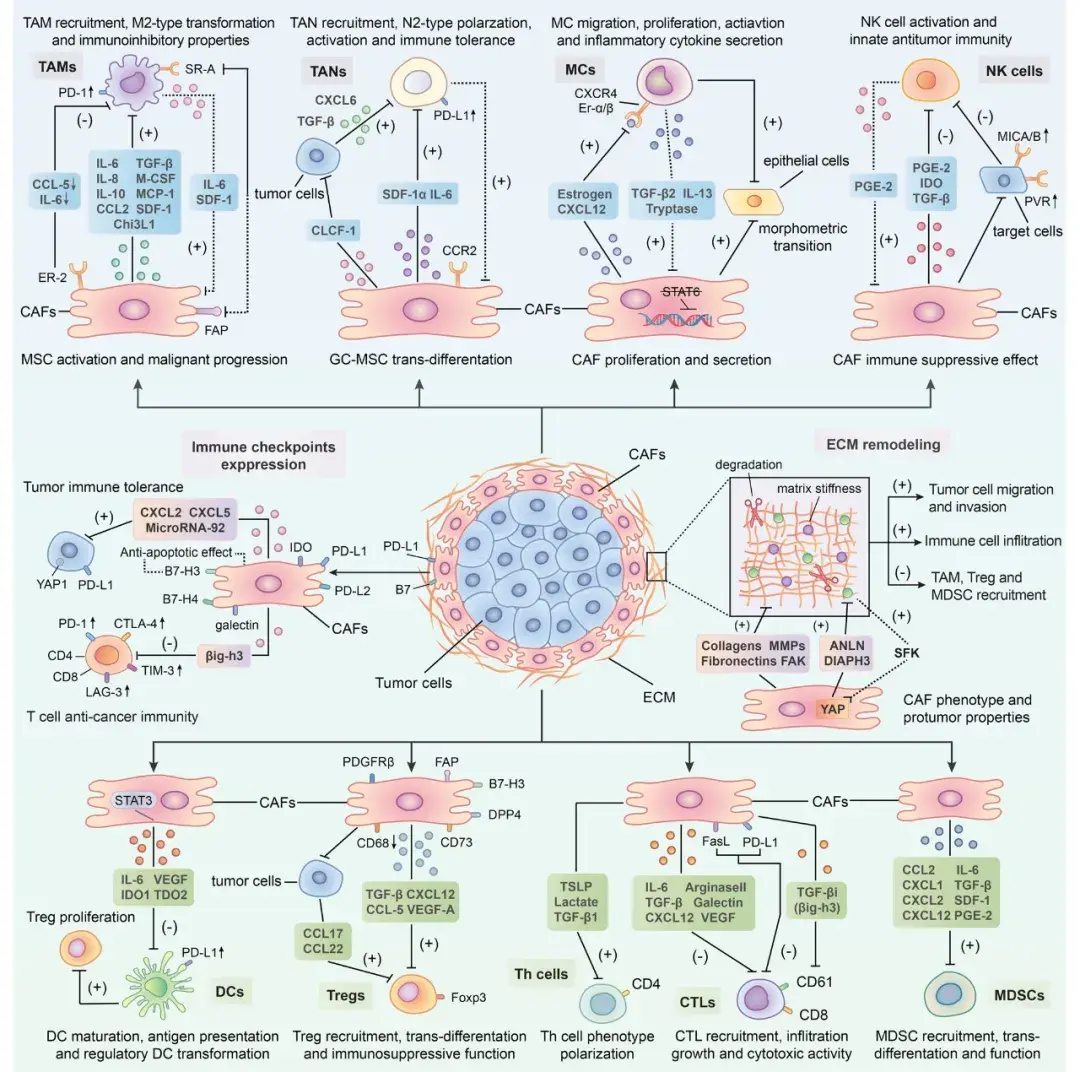 Mol Cancer|复旦大学施思团队就肿瘤微环境中CAFs和免疫细胞之间的串扰进行探讨 - 知乎