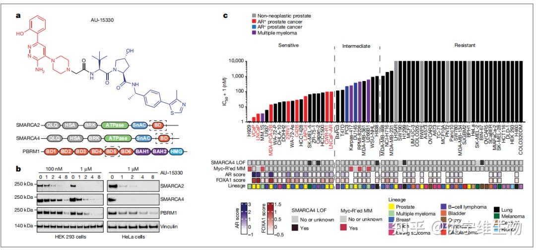 两篇Nature！染色质重塑机制与研究新解 - 知乎
