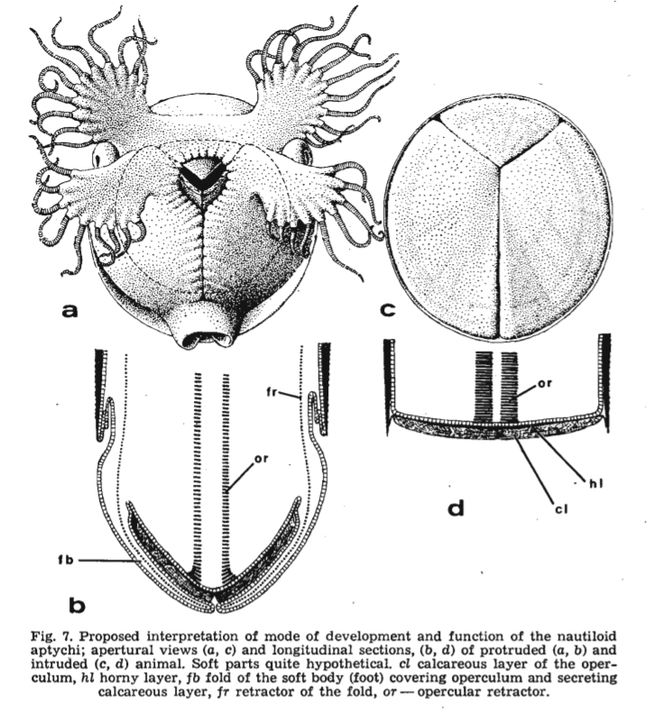 头足纲小传（29）瑕光微明：头足纲的起源，奈特氏锥 Knightoconus - 知乎