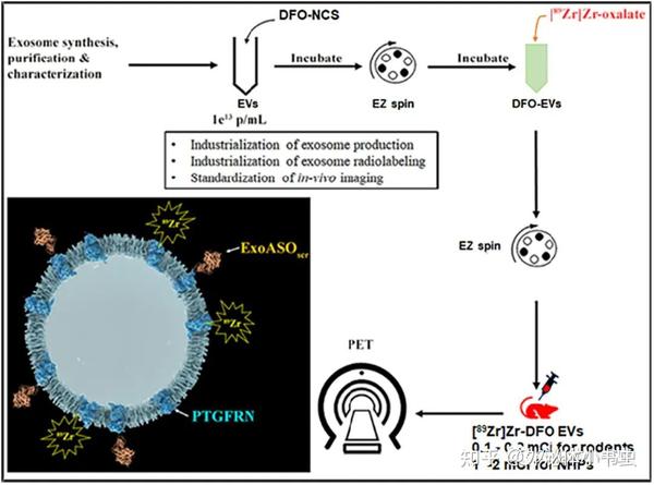 文献分享【Nucl. Med. Biol.】外泌体的不同给药方式在动物体内组织分布 - 知乎
