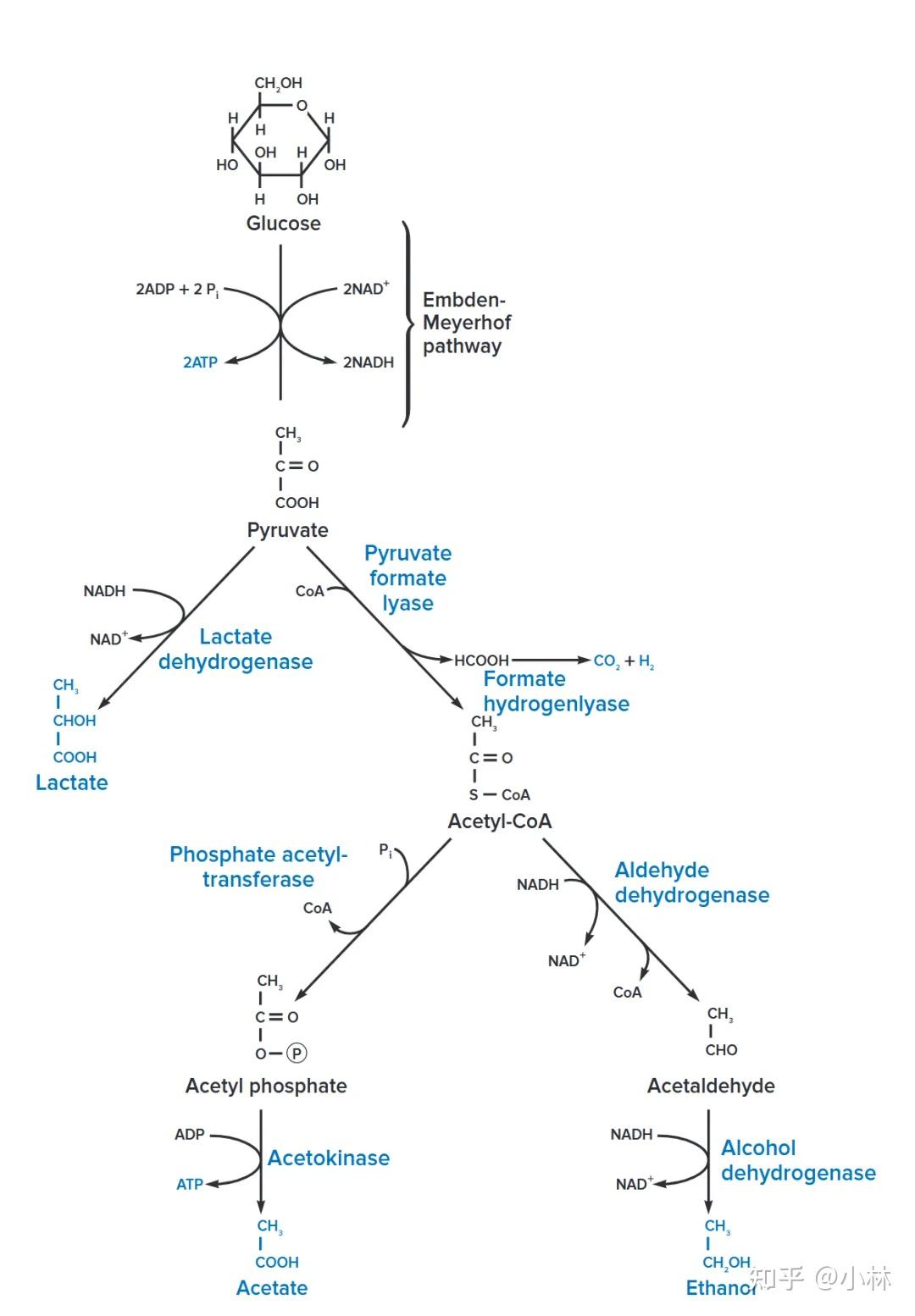 微生物中十种常见的代谢循环 - 知乎