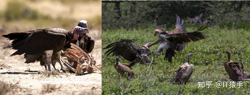 多目标优化算法：多目标非洲秃鹫优化算法（Multiple Objective African vultures optimization algorithm，MOAVOA）Matlab代码 - 知乎