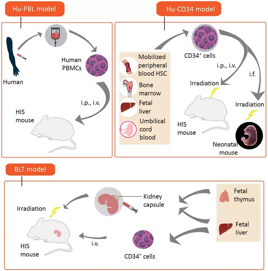 CD34+ HSC人类免疫系统重建好帮手 - 知乎