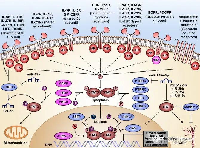 【AmBeed简析】STAT3结构及其抑制剂 - 知乎
