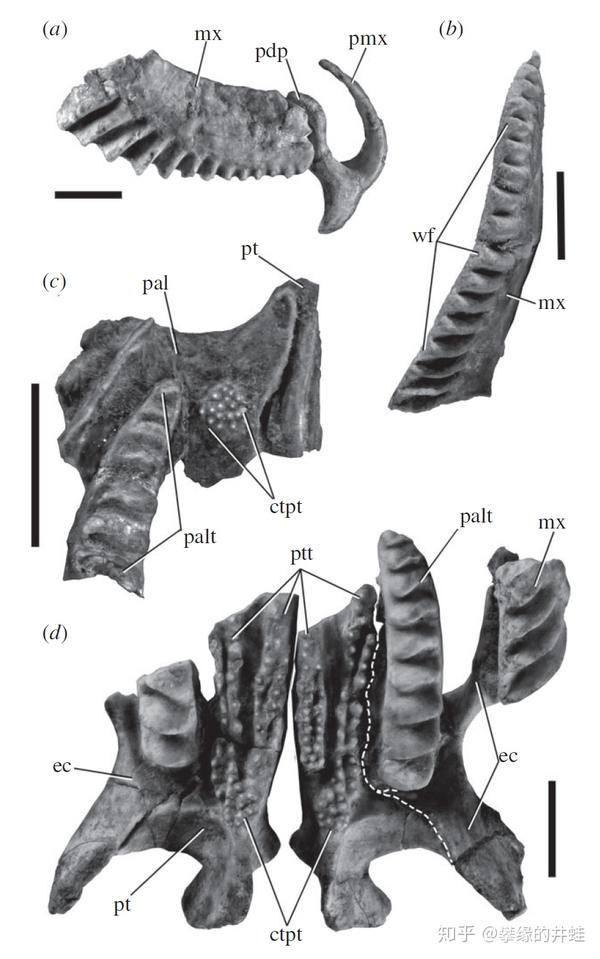 我的种族战斗力很弱一直被欺压偶尔发达几次也很快被打回原形但是适应力超强耗死了很多对手未来有可能翻身吗 - 知乎