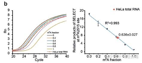 MeRIP PCR新技术，不能不知道：SELECT PCR-单碱基分辨率、无需抗体、周期短 - 知乎