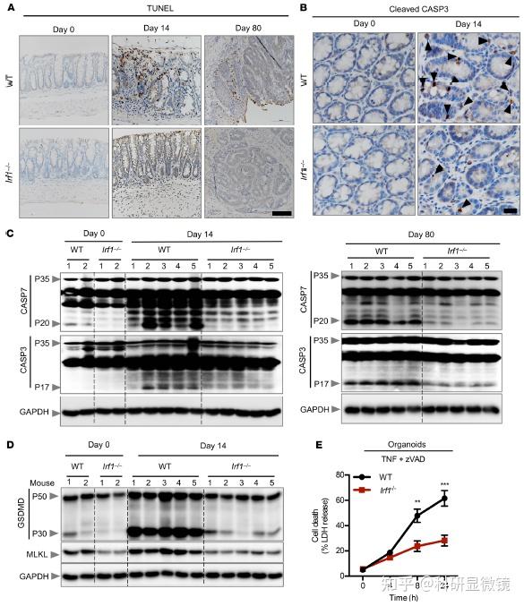 详细解读多篇高分SCI文献中2023国自然热点PANoptosis/泛凋亡相关实验结果 - 知乎