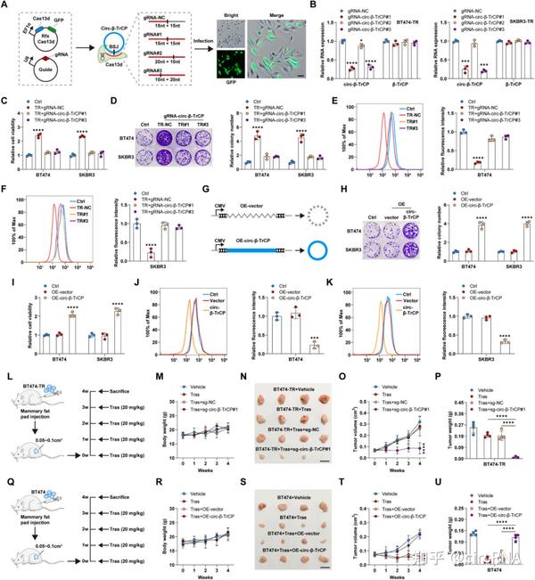 Redox Biol丨研究人员揭示环状RNA中潜藏的新型 β-TrCP 蛋白异构体赋予 HER2 乳腺癌患者曲妥珠单抗耐药性 - 知乎