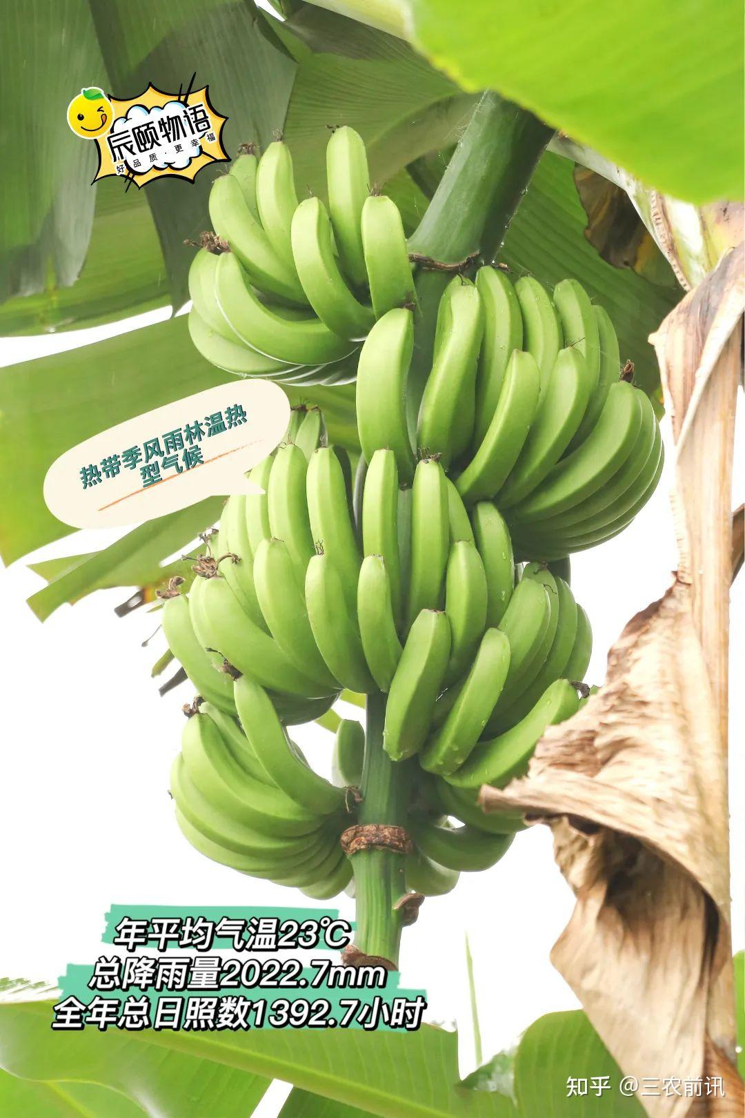 辰颐物语云南威尼斯香蕉：绿皮香蕉，自然熟，更香甜！ - 知乎