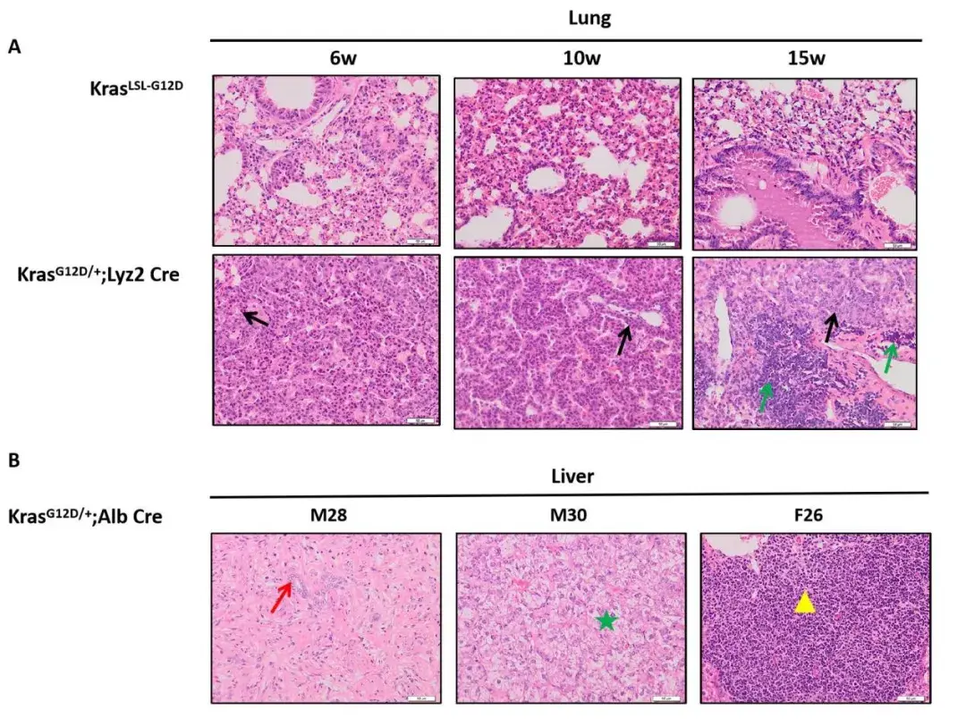助力Kras，p53癌基因研究，“药"更近一步！ - 知乎