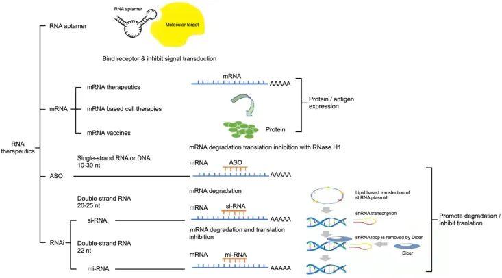 基于 LNPs 的 RNA 疗法在癌症治疗中的应用 - 知乎