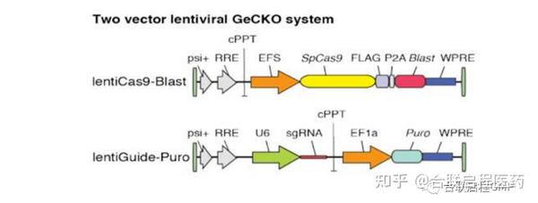 CRISPR/Cas9原理及技术优势 - 知乎