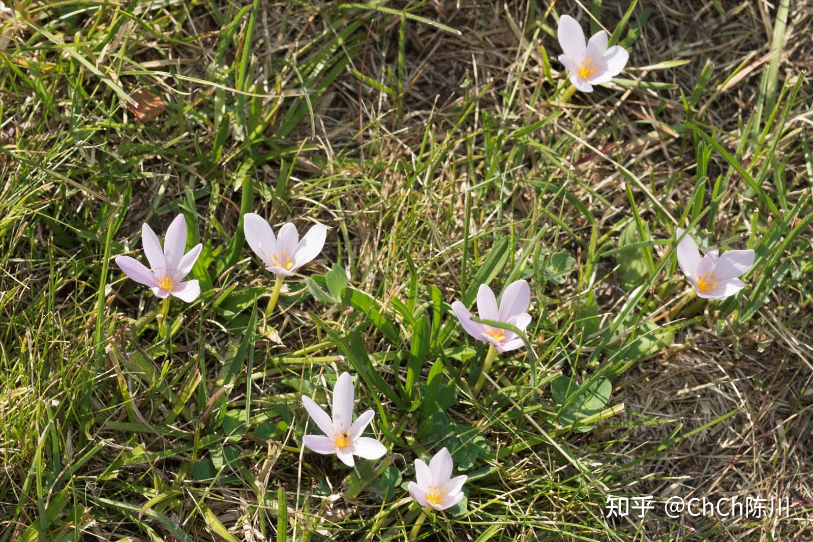 多肉植物全图鉴17：秋水仙科（Colchicaceae），秋水仙属（Colchicum） 原始种A-H - 知乎