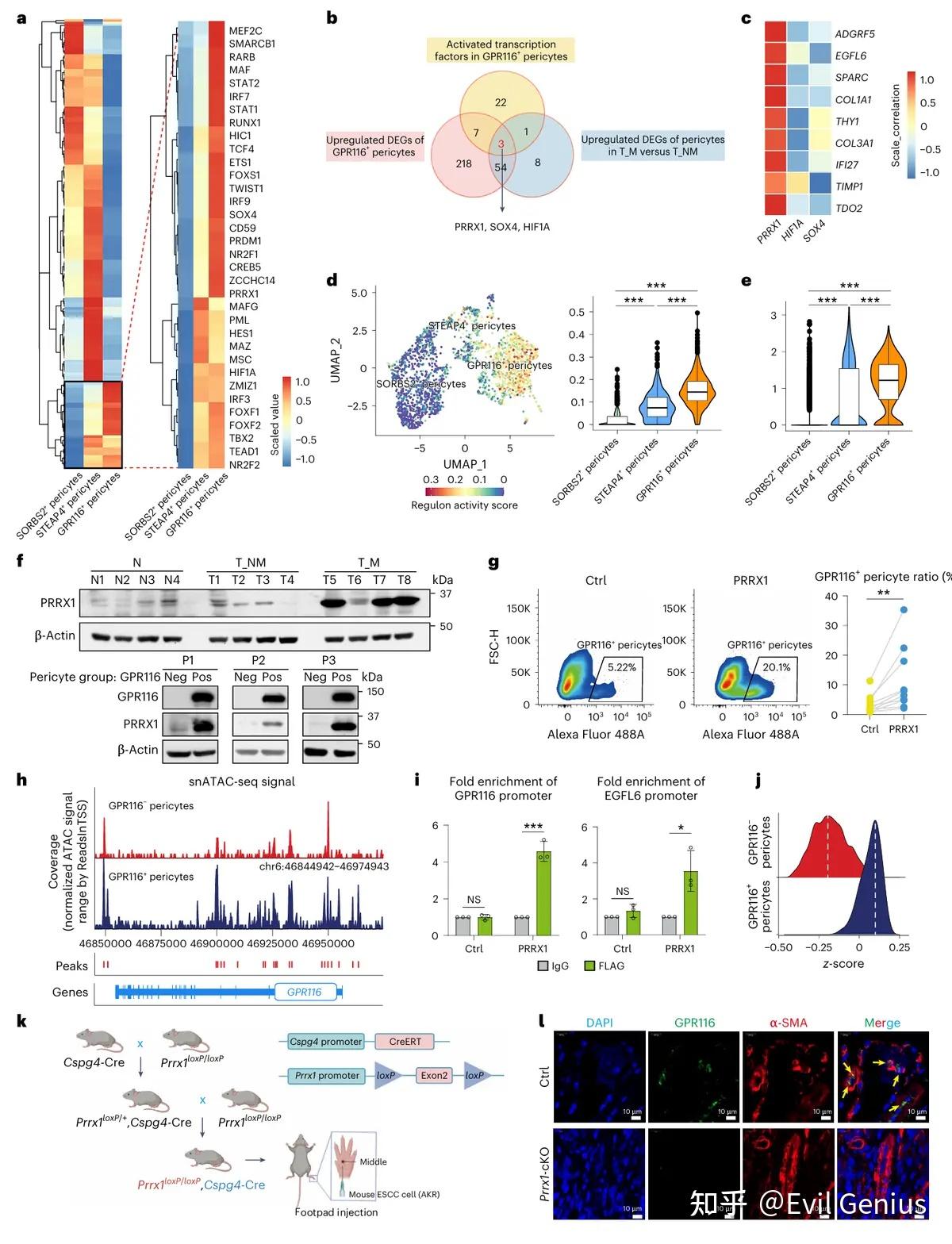 单细胞空间--食管鳞状细胞癌的单细胞多组学与空间分析揭示GPR116+周细胞在癌症转移中的免疫抑制功能 - 知乎