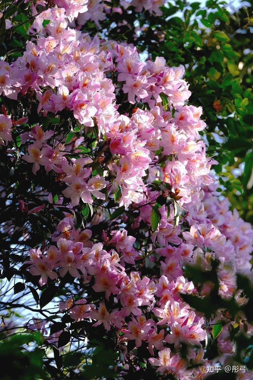 史上最全杜鹃花科普 - 知乎