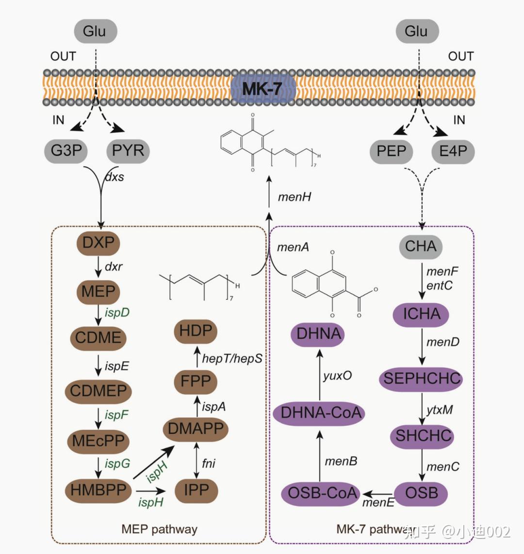 Minibox平行生物反应器应用 | 工艺优化增加枯草芽孢杆菌中维生素K2合成 - 知乎