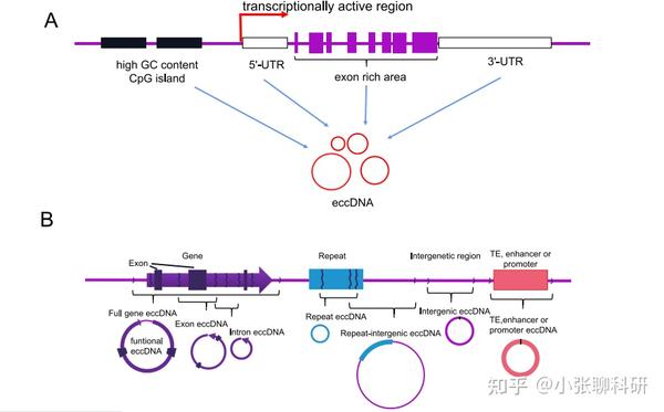 国自然热点 | 一文看懂染色体外环状DNA - 知乎