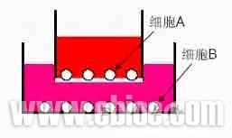 Transwell实验方法 - 知乎