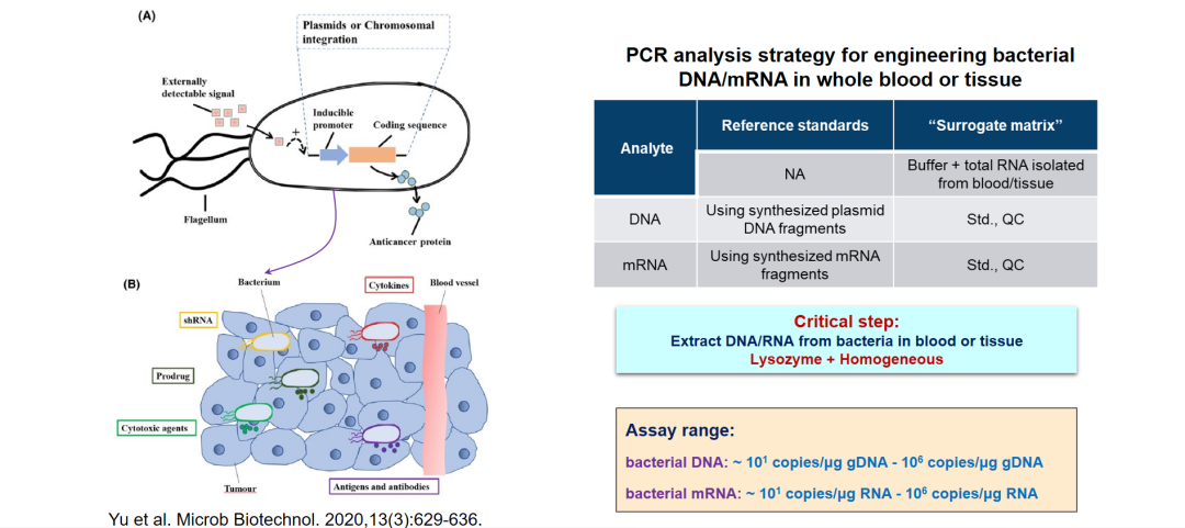 生物分析 | PCR技术在基因治疗类药物生物分析中的应 - 知乎
