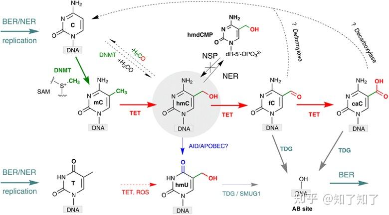 一文读懂 5-羟甲基胞嘧啶(5hmC)的多面性 - 知乎