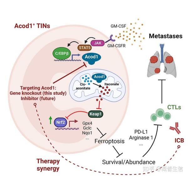全村人的希望，肿瘤免疫治疗新进展：ACOD1 - 知乎