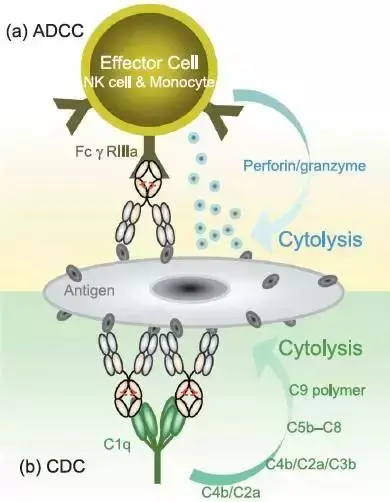 【干货】抗体介导的ADCC和CDC作用 - 知乎