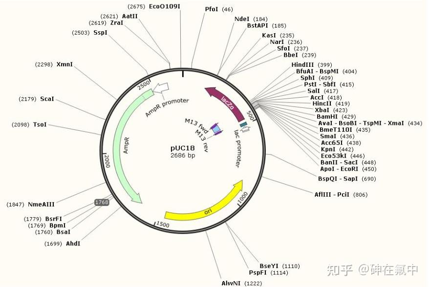 基因工程质粒载体 - 知乎