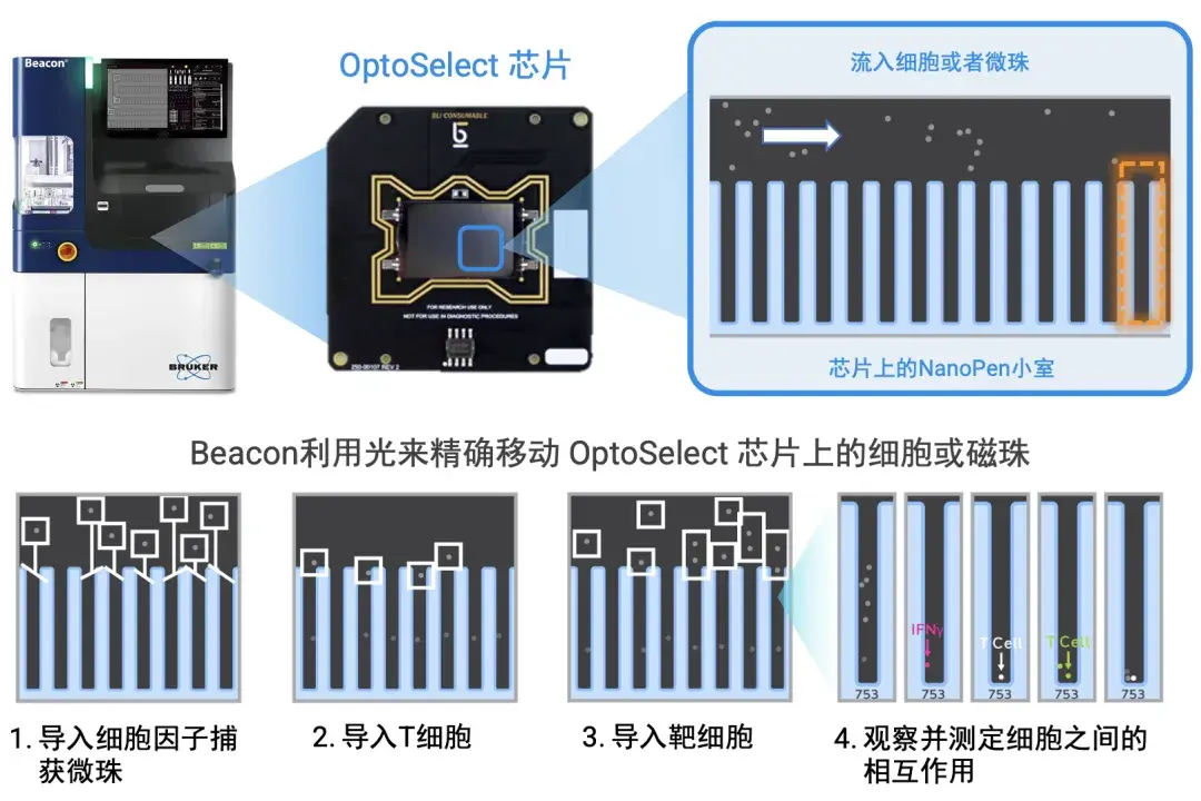 最新发布｜Beacon®单细胞功能表征平台为细胞疗法开发提供创新工具 - 知乎