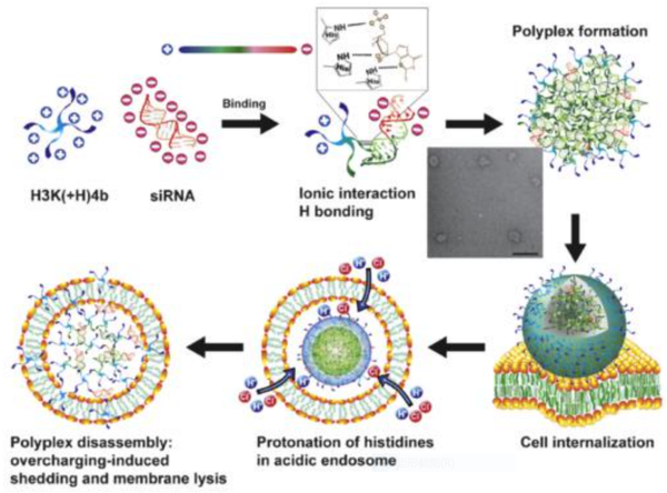RNA干扰药物递送方法的简单梳理 - 知乎