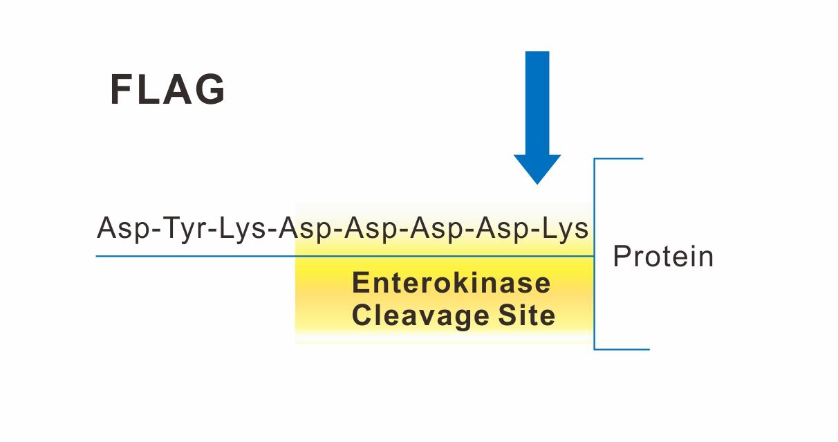 看标签抗体如何“勾搭”未知蛋白？ - 知乎