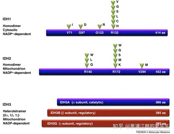 IDH突变、表观遗传与靶向治疗 - 知乎