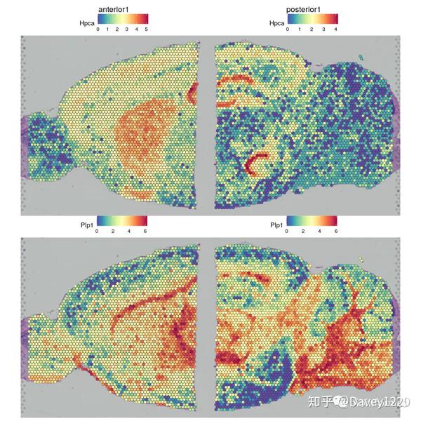 Seurat包学习笔记（三）：Analysis of spatial datasets - 知乎