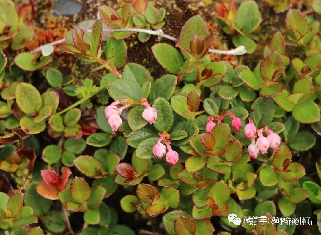 嘎隆拉--“上帝的后花园”//从波密到墨脱 - 知乎