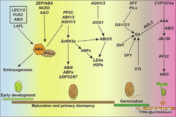 【植物激素】实测数据揭秘脱落酸在种子萌发过程中的变化与作用 - 知乎
