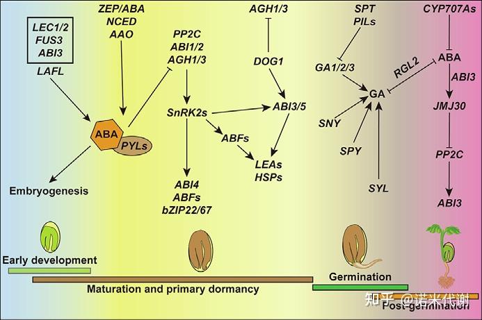 【植物激素】实测数据揭秘脱落酸在种子萌发过程中的变化与作用 - 知乎