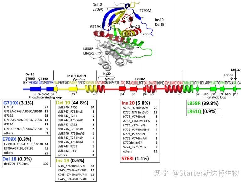 EGFR T790M/C797S/L858R突变：分子机制与临床转化全景 - 知乎
