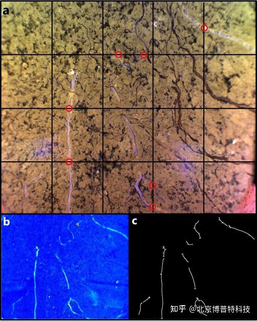 基于Videometer多光谱微根管成像技术的根系表型应用 - 知乎