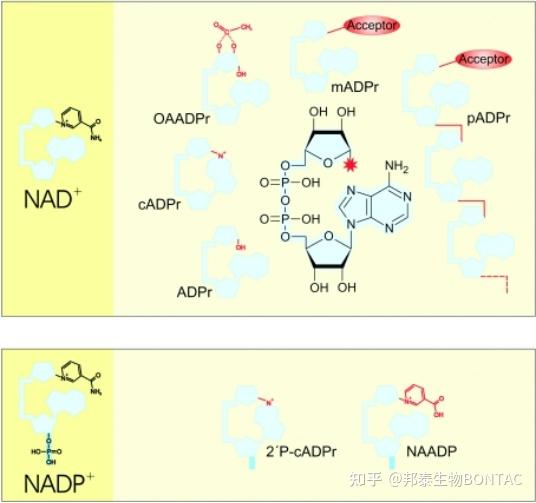 重磅报告指出：NADPH细胞的能量供应、信号传递和抗氧化战士 - 知乎